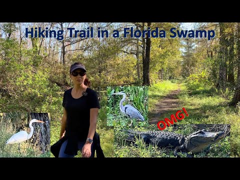 I Share a Hiking Trail With Alligators at the Crew Bird Rookery Swamp ...
