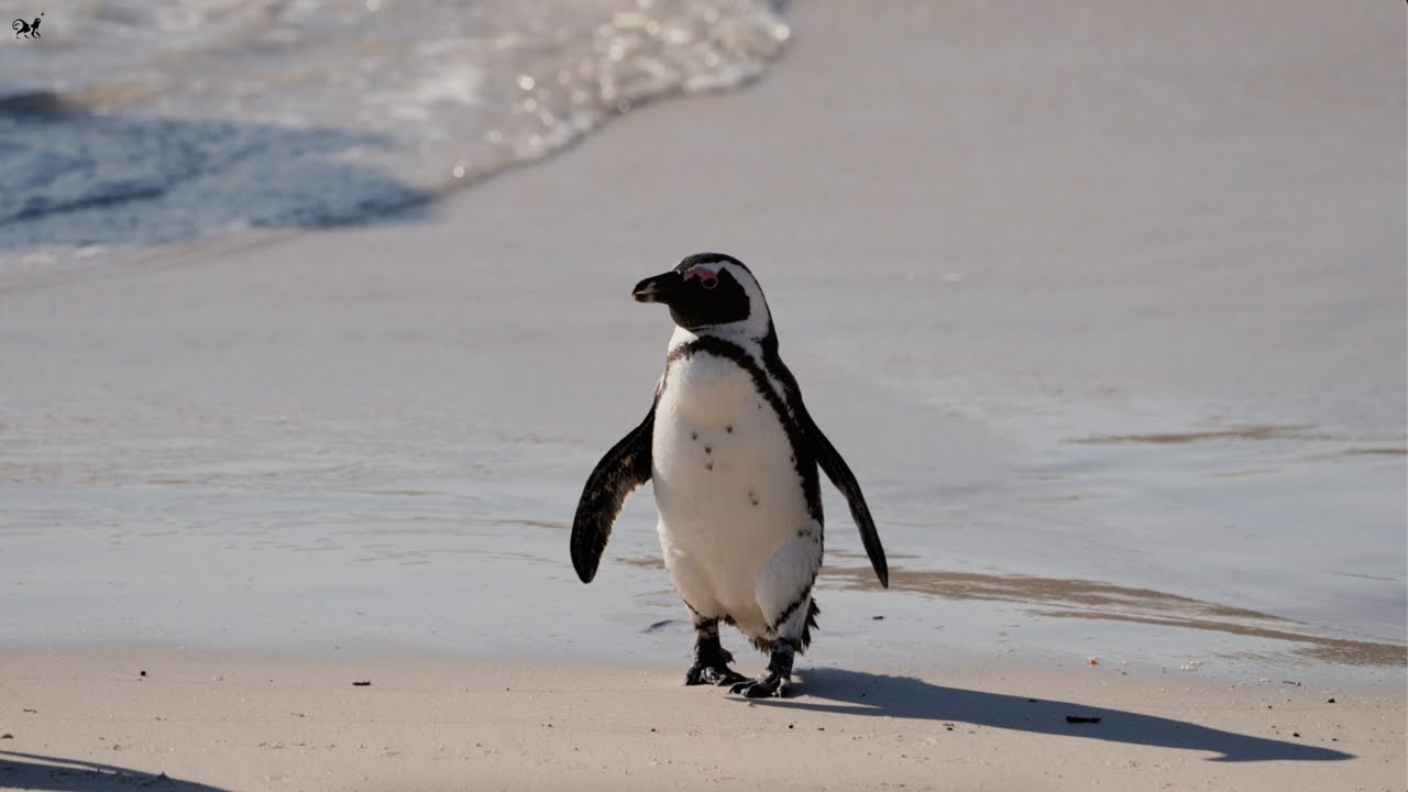 Driven By Nature Films | Against the Tide: The African Penguins’ story ...