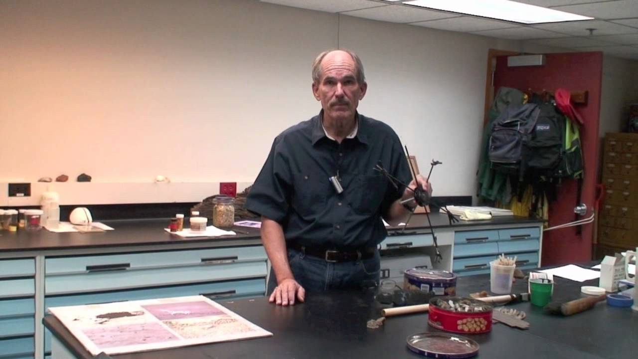 How fiddler crabs sense predators - YouTube