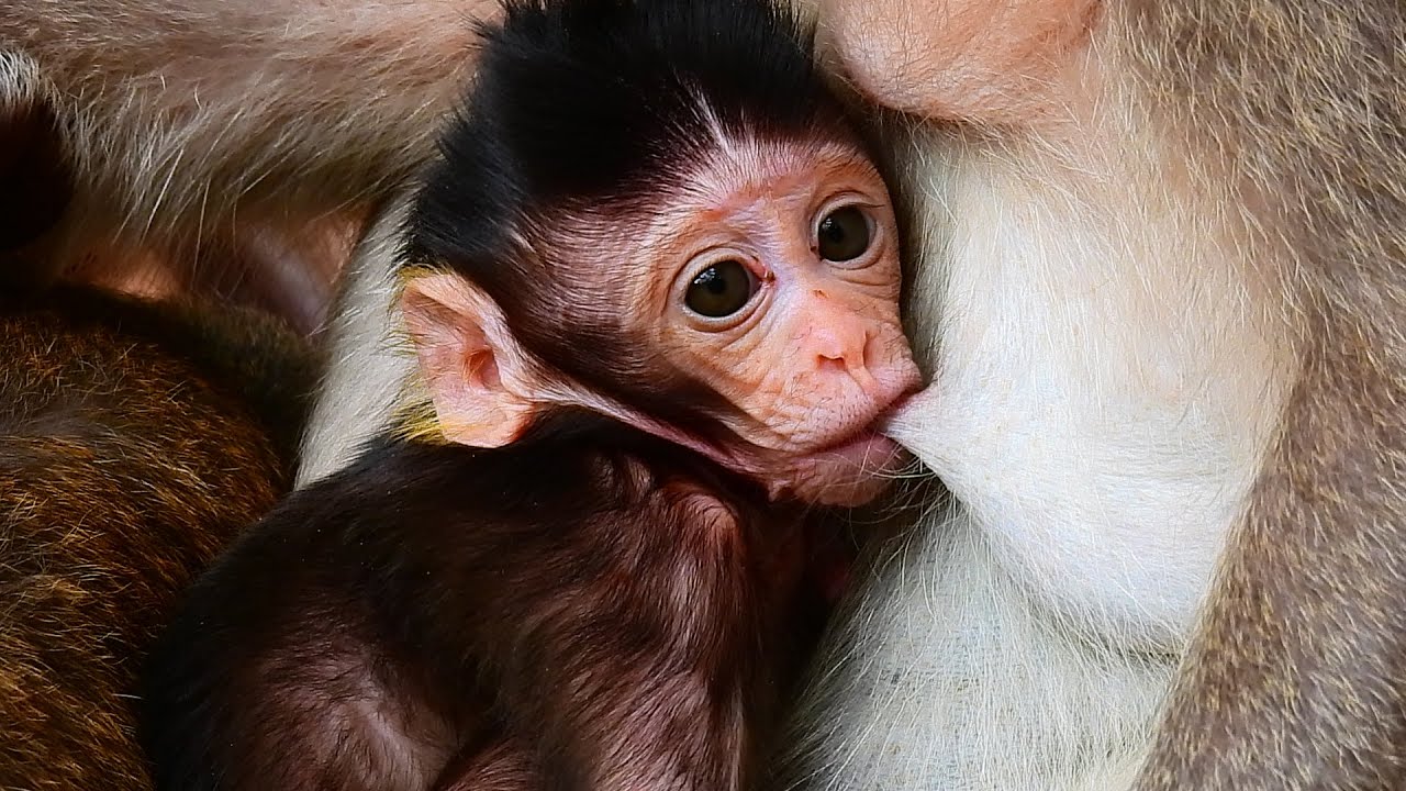 CUTIES BABY VENUS TRY GET HIS MILK ON GROUND AND PLAY SO HAPPY AROUND ...