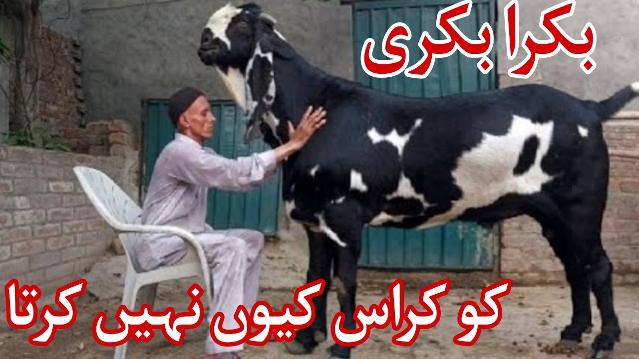 Breeder bakra cross ni KR Raha | bakra bakri cross ku ni krta | how to ...