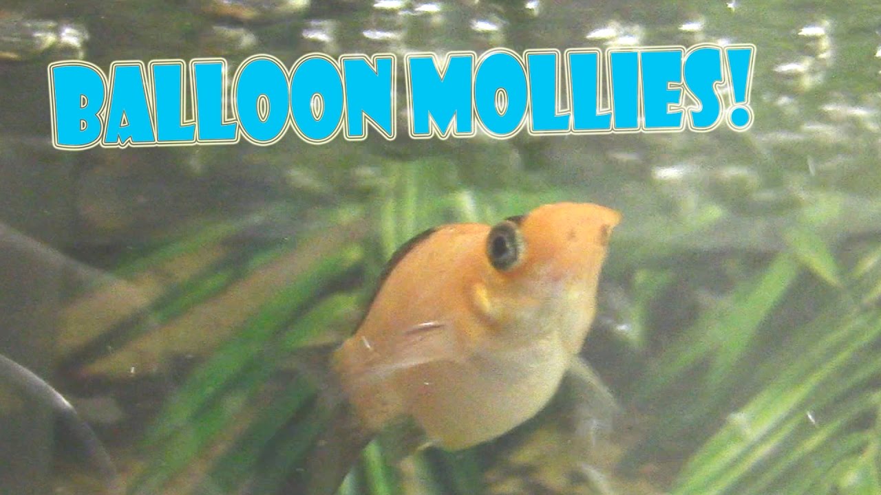 BALLOON MOLLY FUN! /PET VLOG - YouTube