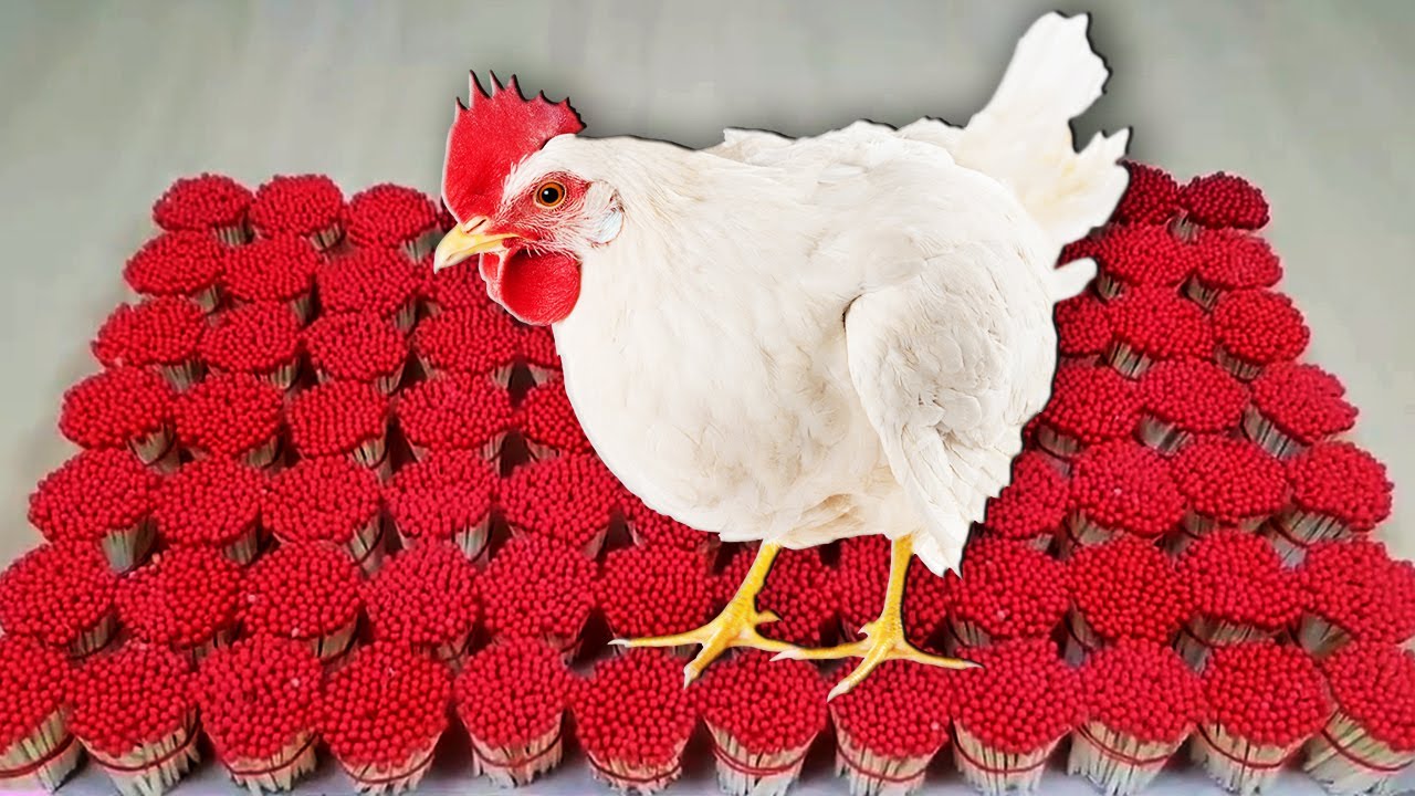 Chicken burning on Matchsticks | Fun and science experiments - YouTube