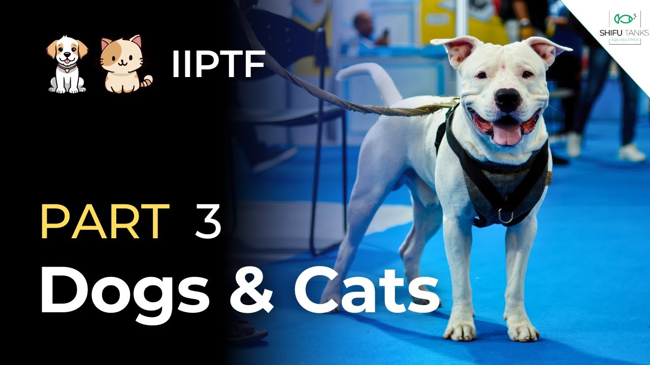 IIPTF 2022 - Dogs & Cats Pet Event Tour (50 Stalls Covered) | Pet ...