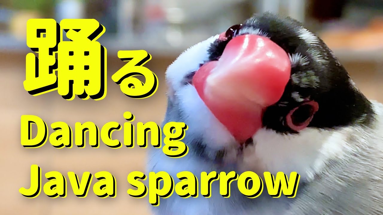 文鳥リズム動画 Dancing Java sparrow - YouTube