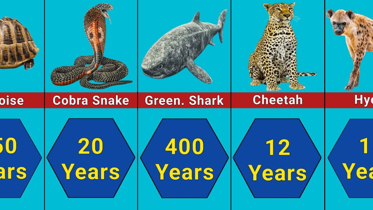 Animal Lifespan Comparison: 100 Famous Animals with the Shortest and ...