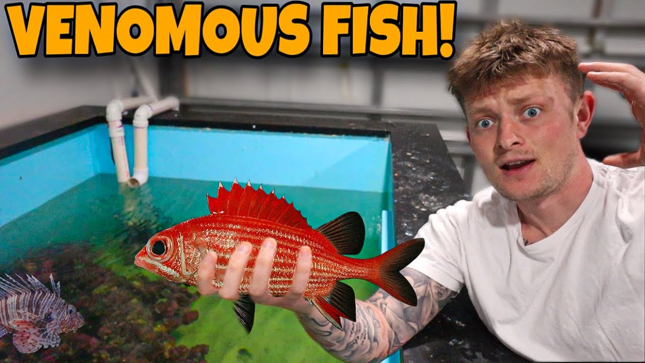 BUYING *NEW* VENOMOUS FISH FOR OUR POND! - YouTube