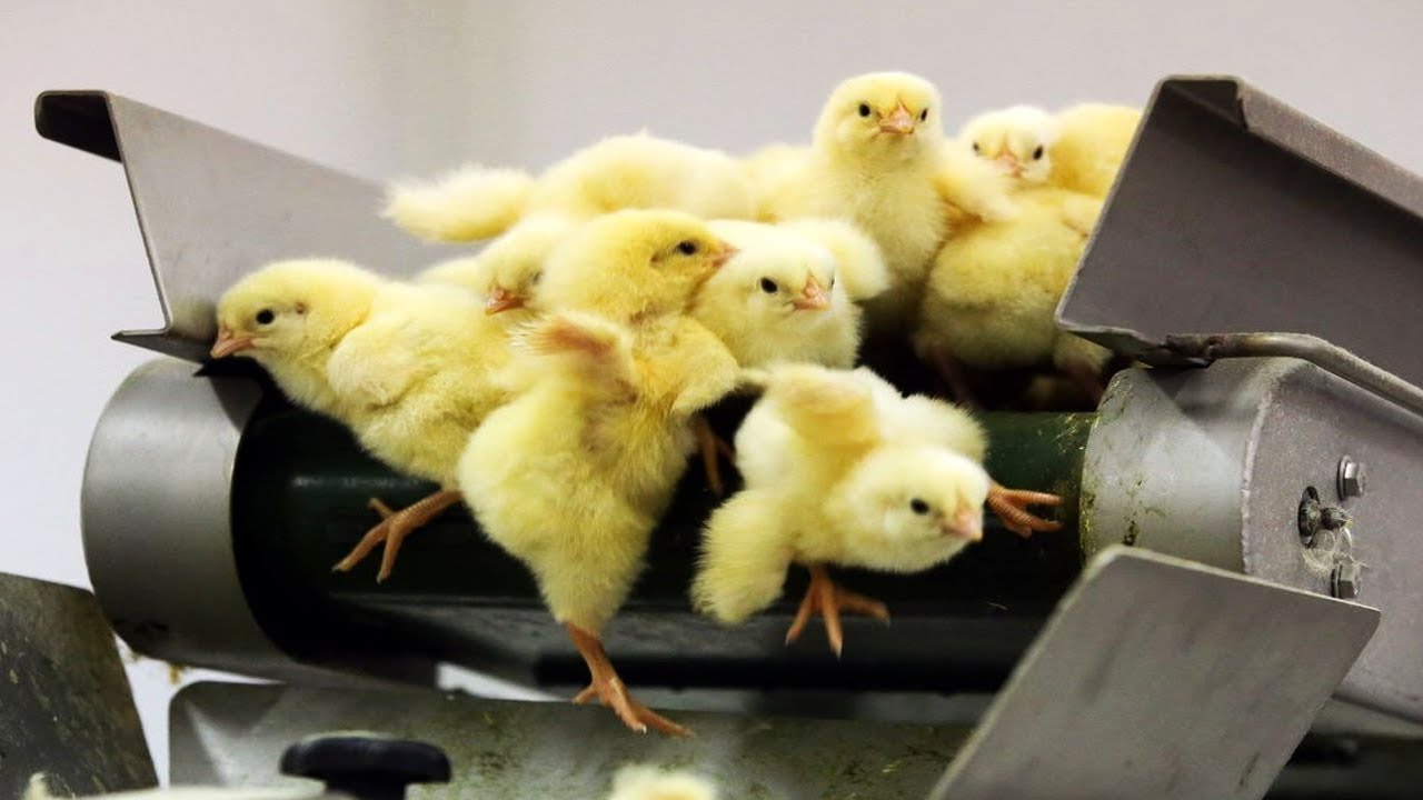 Amazing Modern Automatic Farming Egg Harvest Technology, Breeding ...