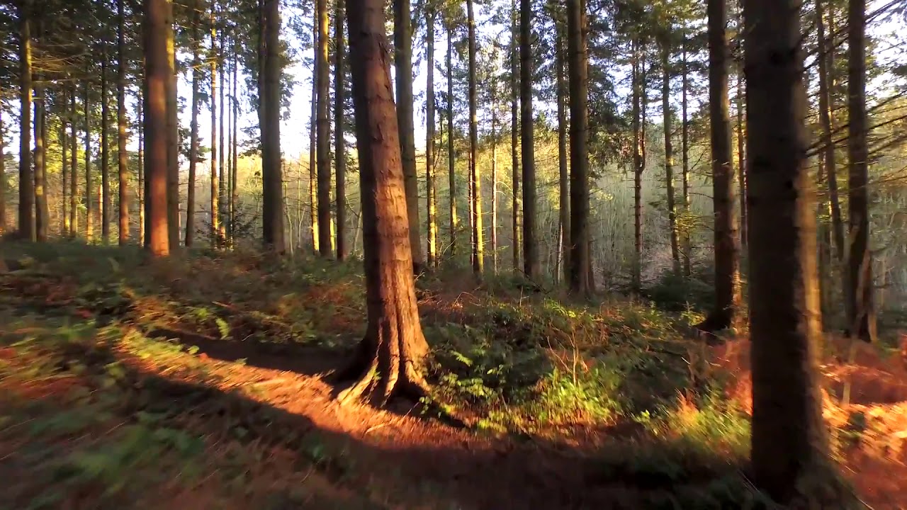 Forest background video full hd - YouTube