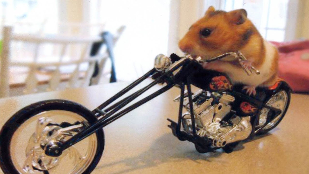 Funny Hamster Compilation 2018 - YouTube