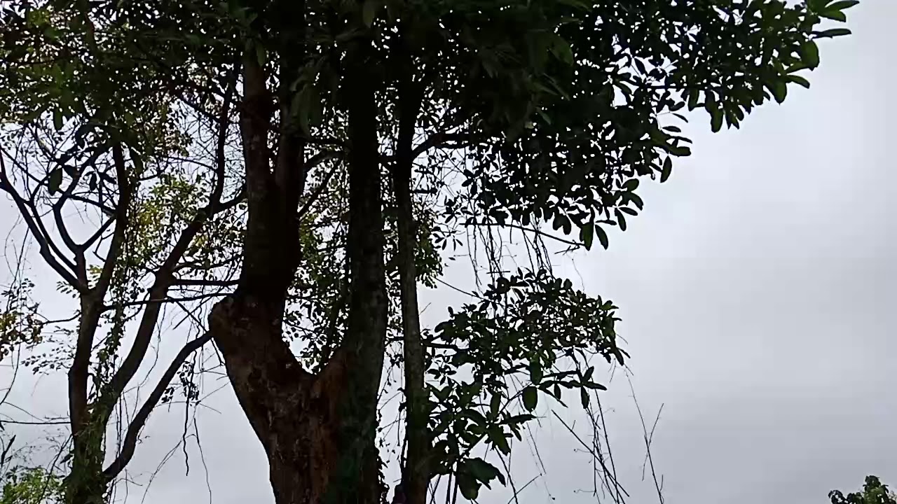 Dongkel Pohon Pole Umur Ratusan Tahun, Bikin Merinding Krn Lokasinya ...