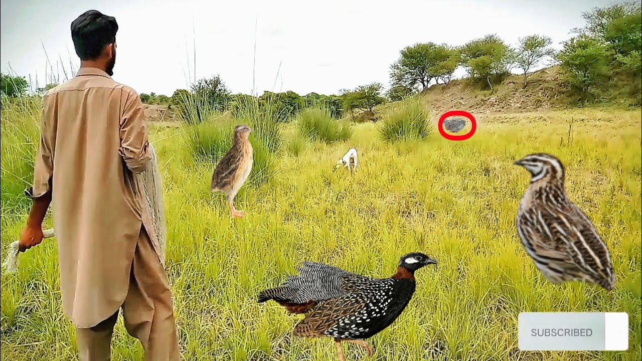 Teetar and Batair ka Shikar 2023| Hunting of Black francolin and Batair ...
