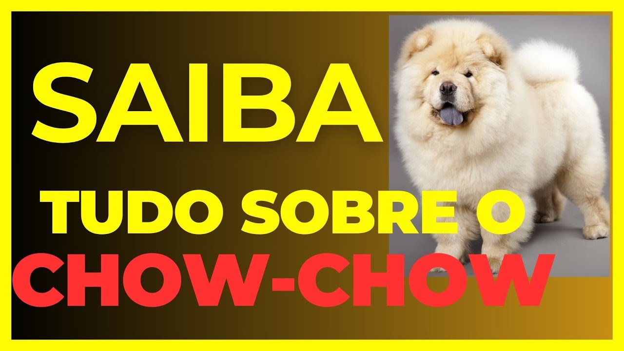 Chow chow Origem e história de uma raça fascinante! - YouTube