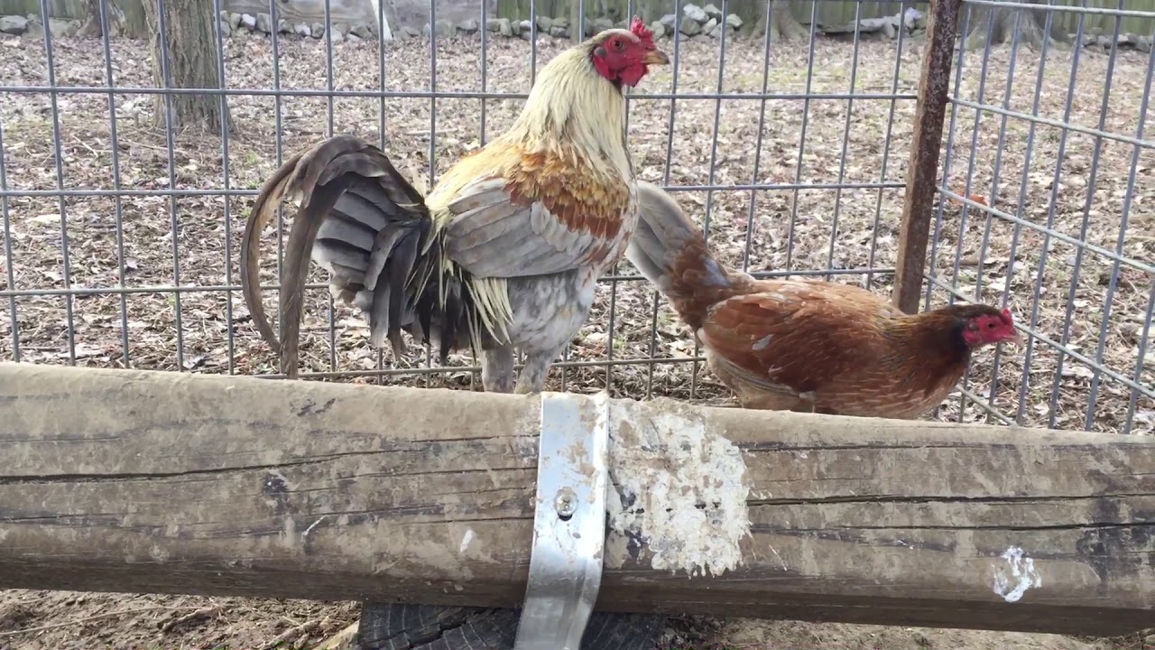 Blue Asil Chickens - YouTube