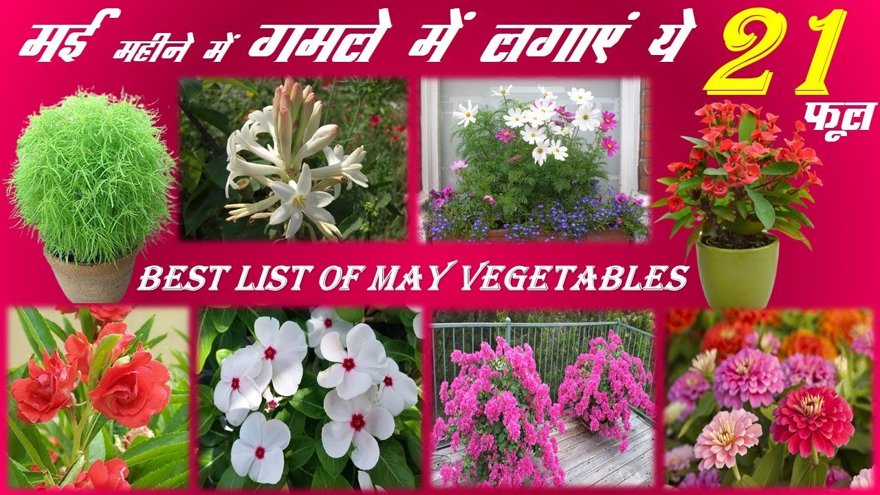 मई महीने में गमले में लगाएं ये 21 फूल || Best list of may flower ...