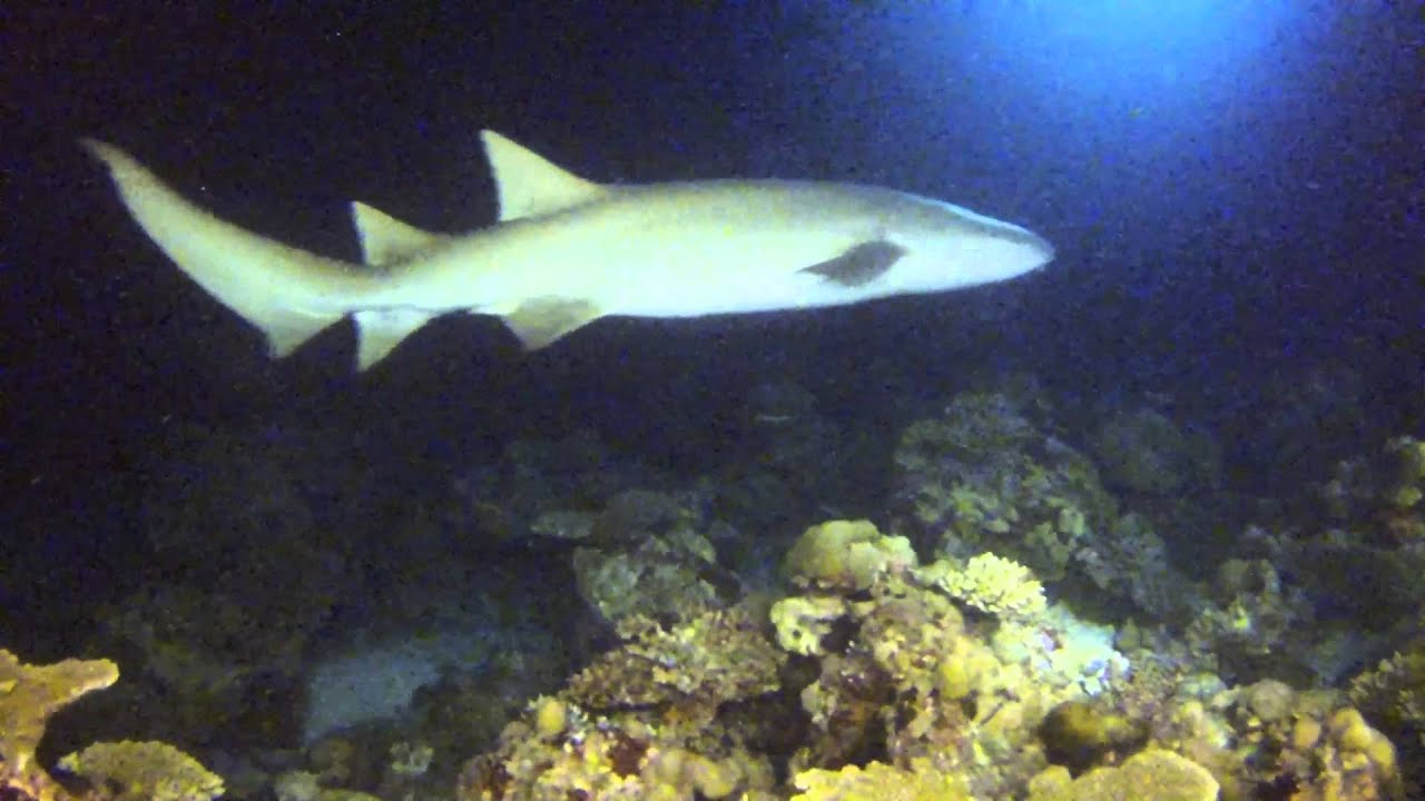 Shark Circus - YouTube