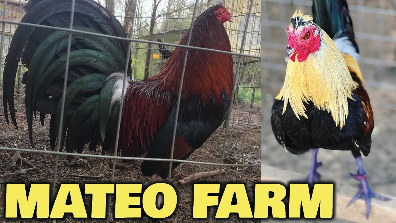 Mateo Farm - Beautiful Birds - YouTube