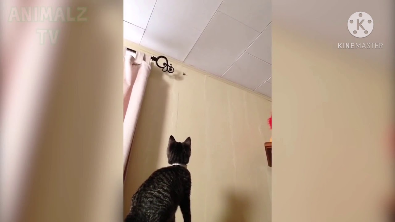 Les animaux les plus marrant au monde. - YouTube