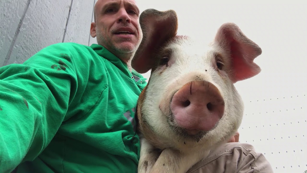 Piglet Arthur decides he's a lap pig - YouTube