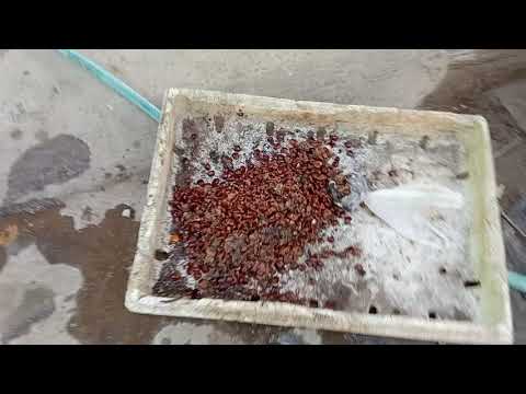Sampaloc/Tamarind Seed Processing - YouTube