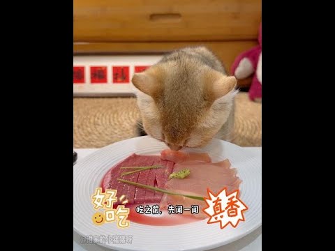 Xiaomao's Divine Delicacies #FoodieCat #CutePetDebutPlan #HungryCat # ...