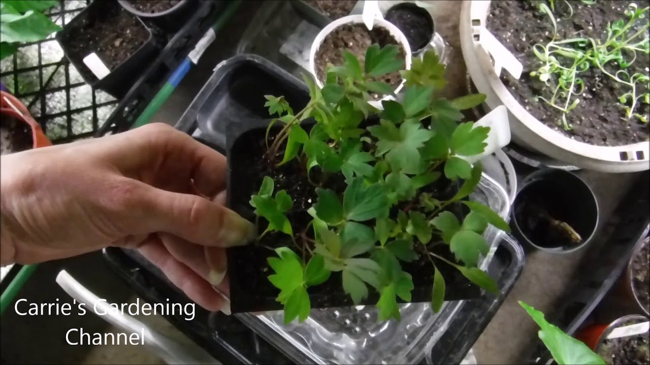 lovage seedlings update, what to feed lovage, what do lovage seedlings ...