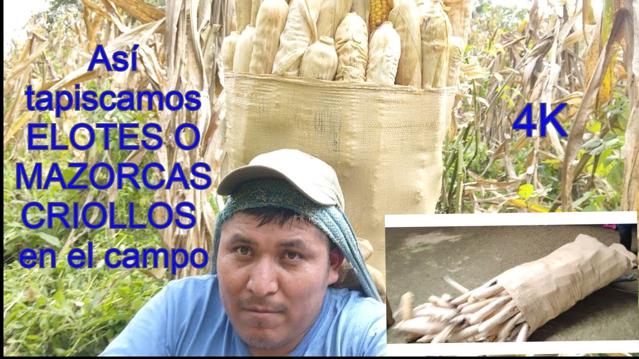 Así tapiscamos en el campo, el costal de elote o mazorca pesa alrededor ...