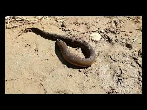luar biasa ....tante lihat ada yang bergerak di sungai ternyata apa itu ya...