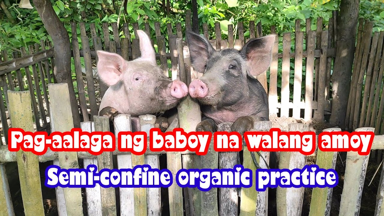 Pag-aalaga ng baboy na walang amoy | Maliit ang gastos, Matipid sa ...