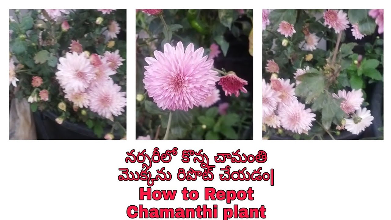 నర్సరీలో కొన్న చామంతి మొక్కను రిపొట్ చేయడం| How to Repot Chamanthi ...