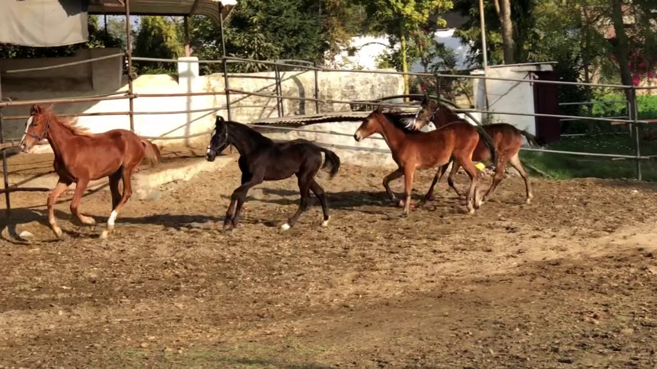 Horse running - YouTube