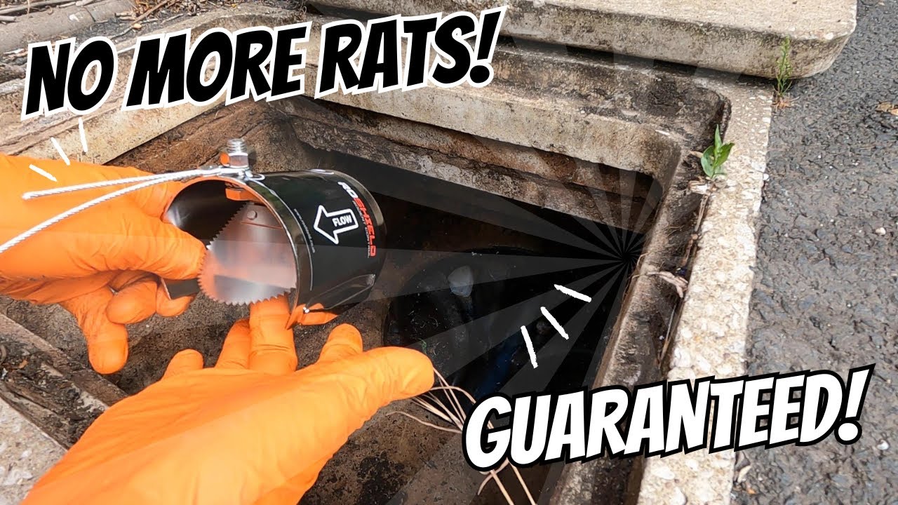 How to Get Rid of Rats in Your Home 🐀 100% Guaranteed with This Drain ...