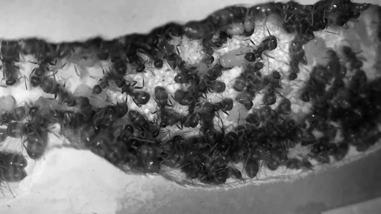 Polyergus rufescens vs Formica cunicularia in the nest 20170501230724 ...