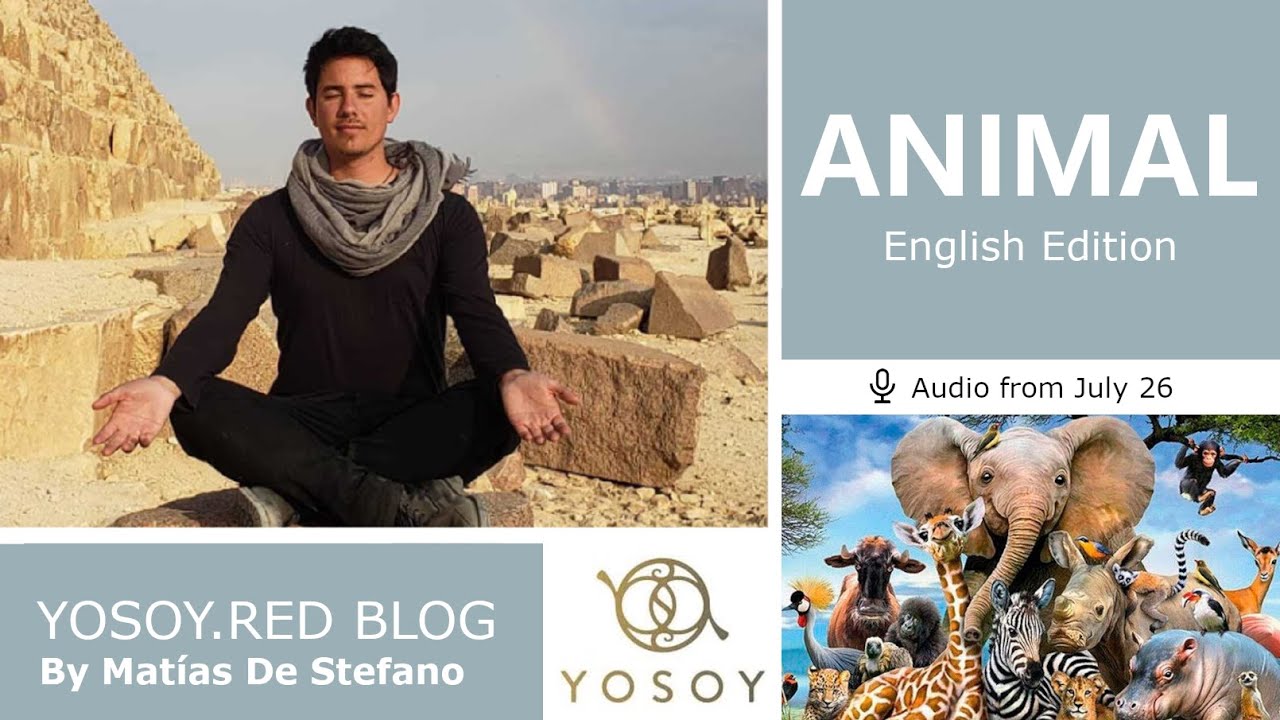 Day 357 - ANIMAL - Matías De Stefano - YOSOY.RED BLOG: Root - Physical ...