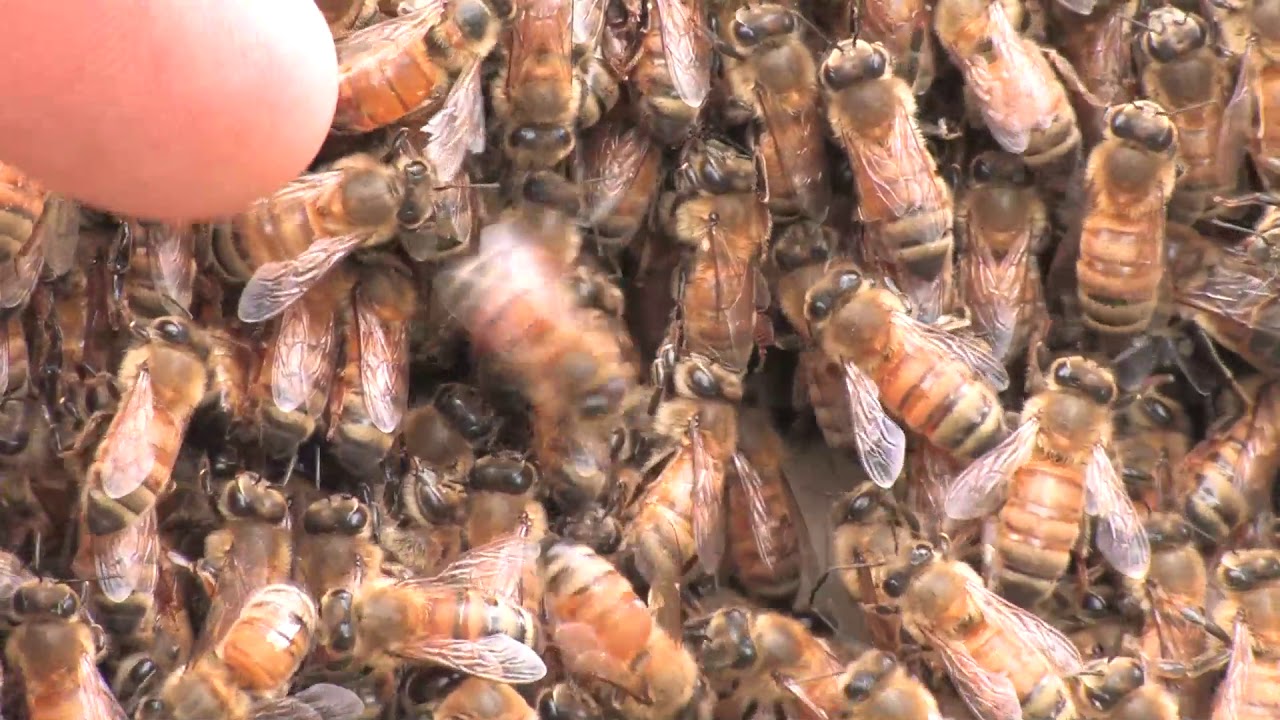 Honey Bee Decision Making - YouTube