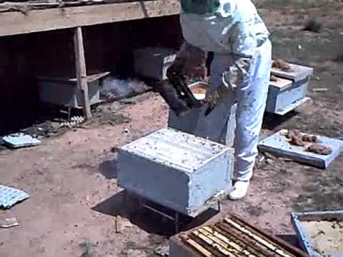 طريقة ميلر_الجزء الثاني_Miller_Method_of_Queen_Rearing.flv - YouTube