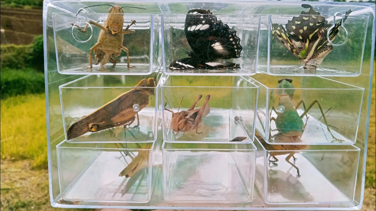 My hands were torn due to predatory bites from praying mantises ...