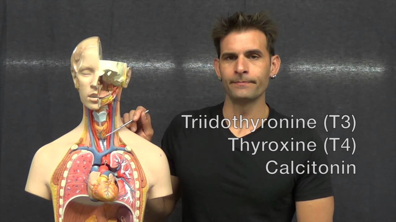 Thyroid, Parathyroids, & Thymus - YouTube