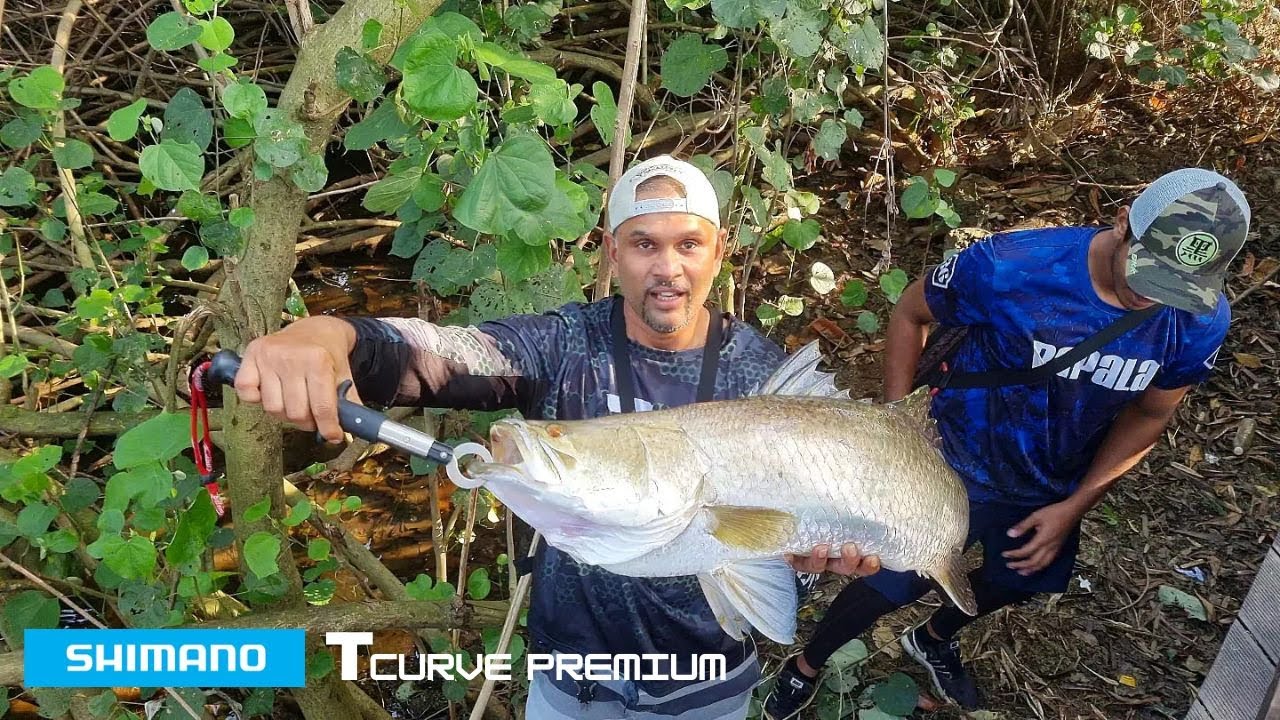 BIG BARRAMUNDI - Shimano TCurve Premium Spinning Rod Unbox & Use ...