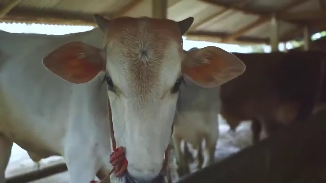 EPISODE 2 INSPIRASI UNTUK OKI || TRANSFER EMBRIO PADA TERNAK SAPI ...