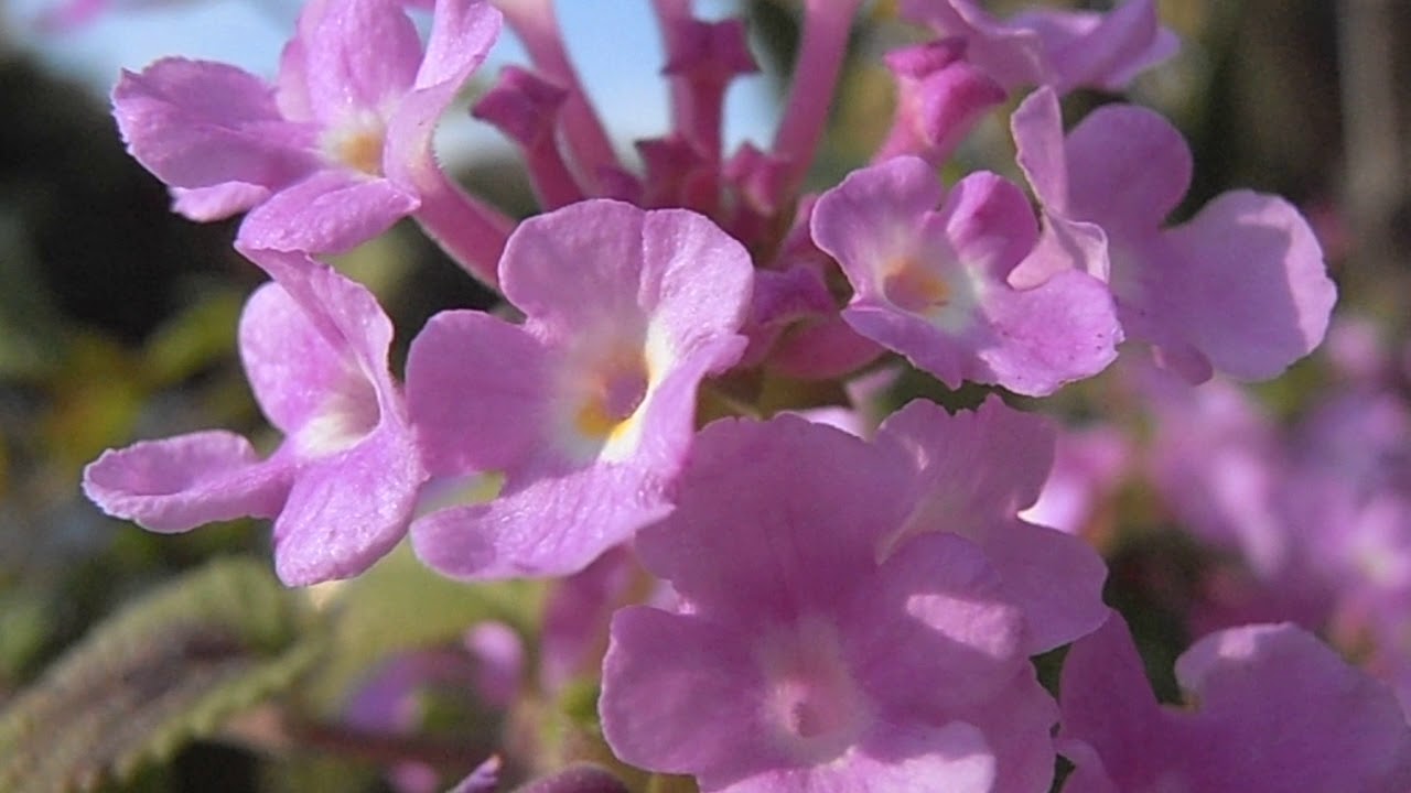 Detalle de flor de lantana rastrera: Lantana montevidensis (www ...