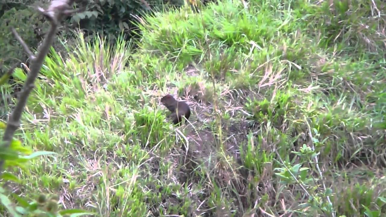 guatusa comiendo - YouTube