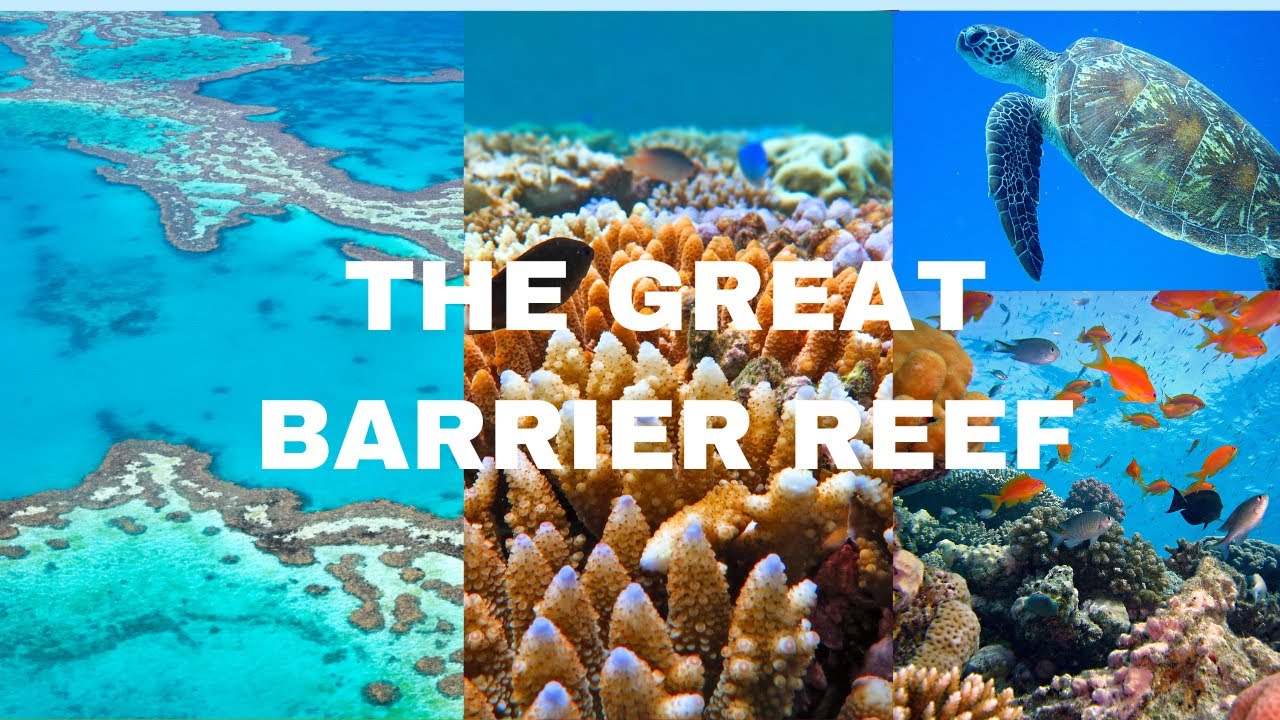 THE GREAT BARRIER REEF, Austraila's Natural Wonder! - YouTube