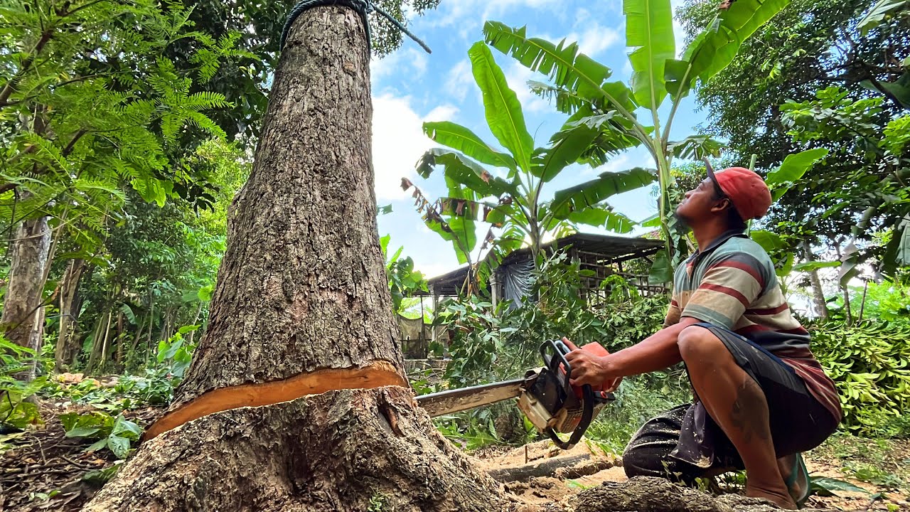 Skill operator chainsaw menebang dan membelah pohon balau jawa yang ...