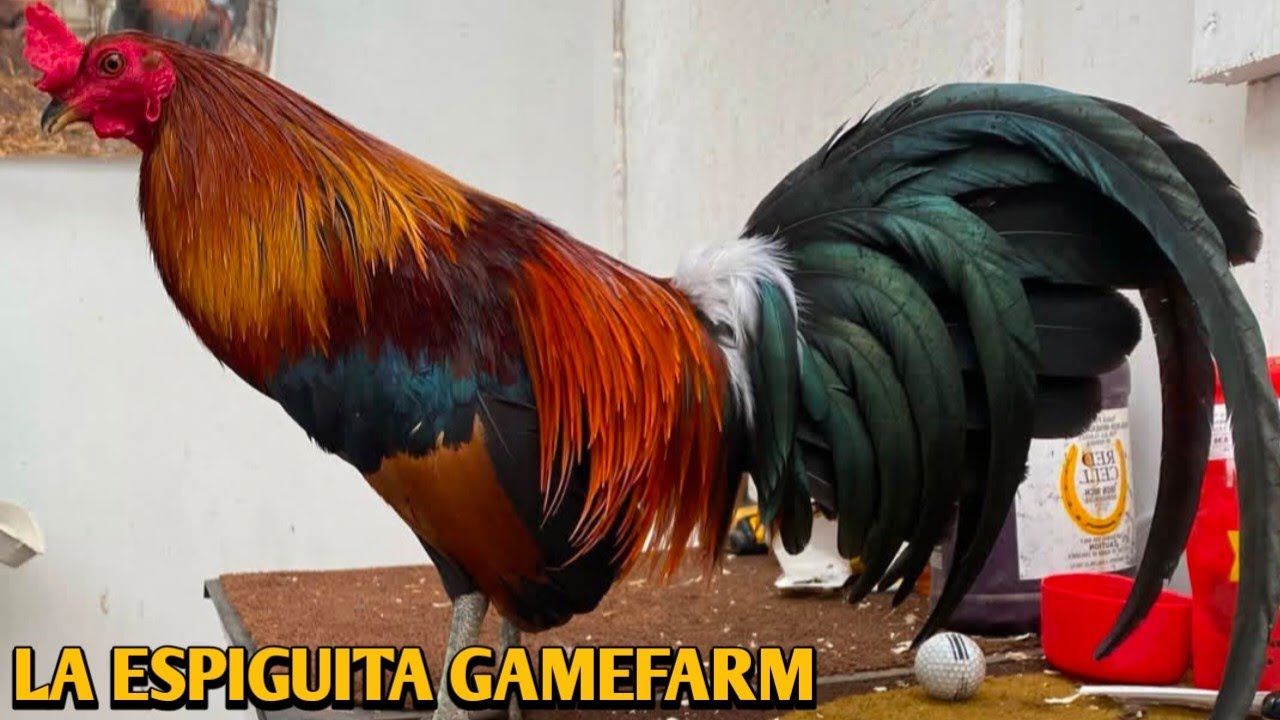 Green Leg Sweater Black Mcrae Albany - LA ESPIGUITA FARM - YouTube