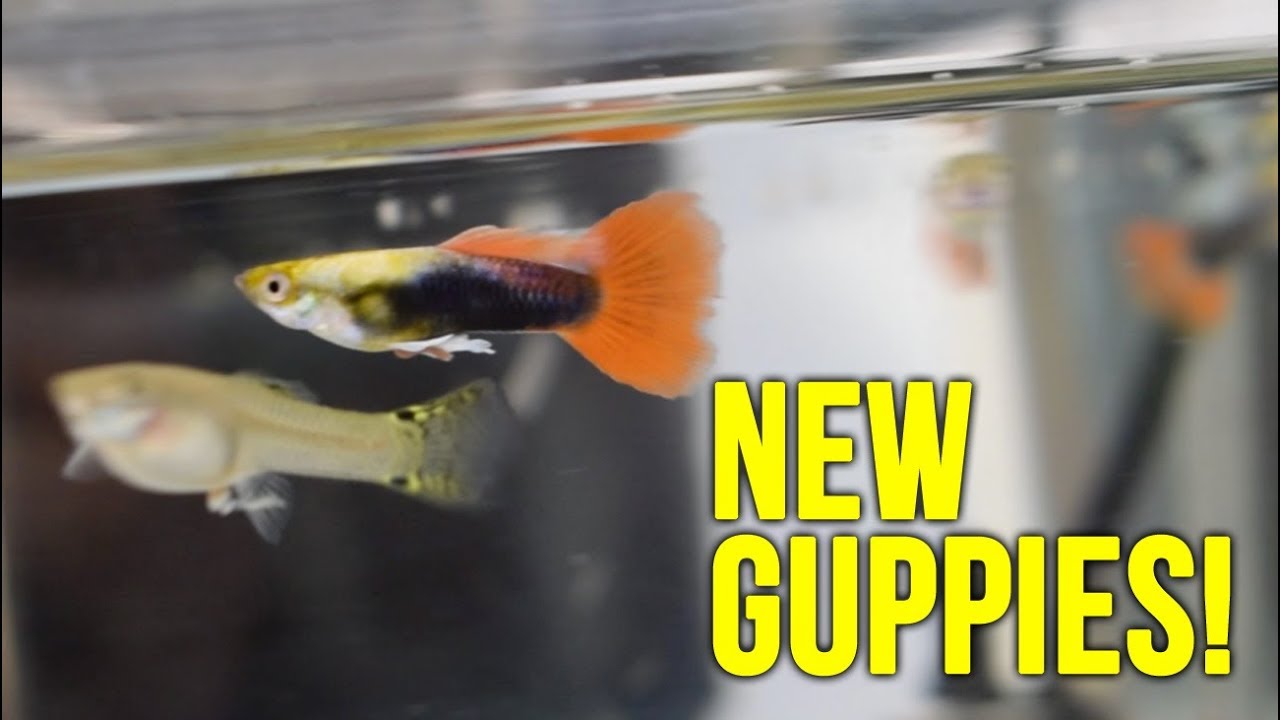 NEW Guppies! - YouTube