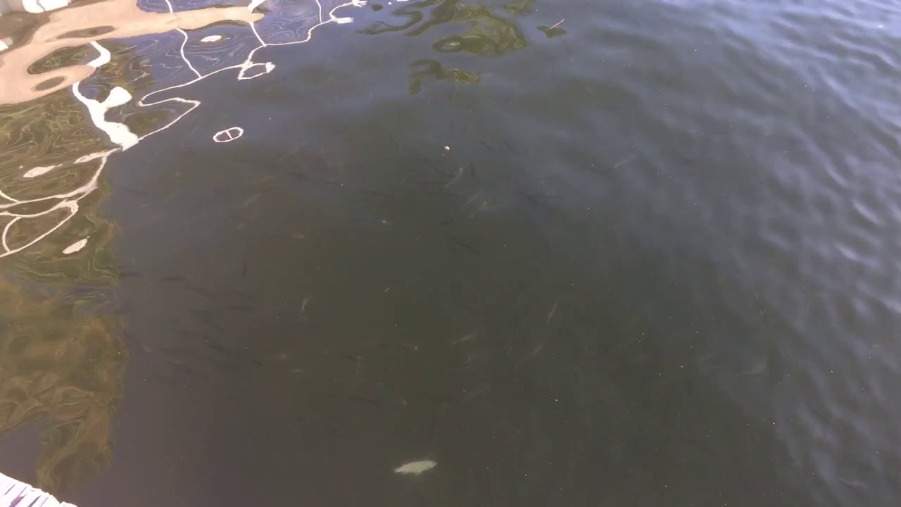 Amazing MULLET FISH running on intercoastal of Florida! - YouTube