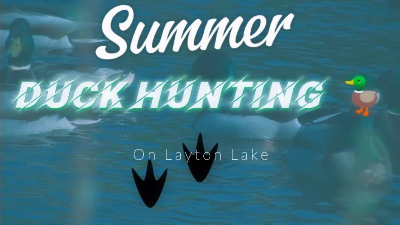 Summer Duck Hunting - YouTube