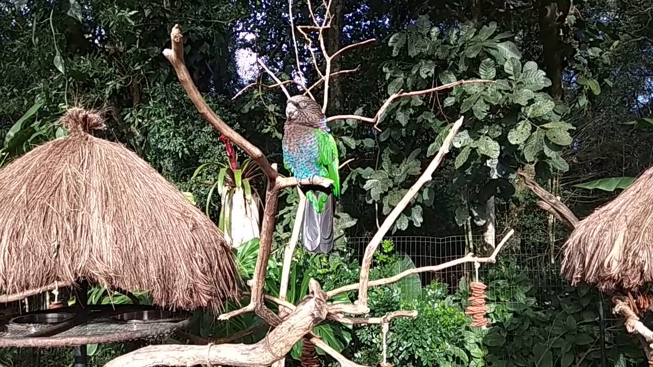 Loro cacique del parque de Las aves Foz Iguaçu - YouTube