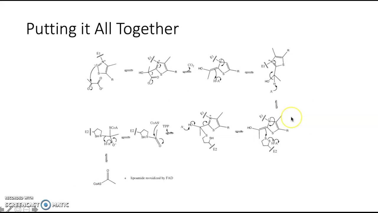 Dihydrolipoyl Transacetylase Mechanism - YouTube